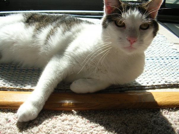 Pet Huggett